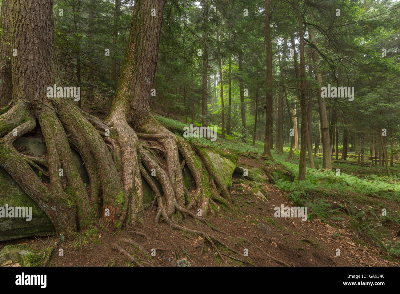 OLD GROWTH WHITE PINE AND HEMLOCK TREES LONGFELLOW TRAIL FOREST ...