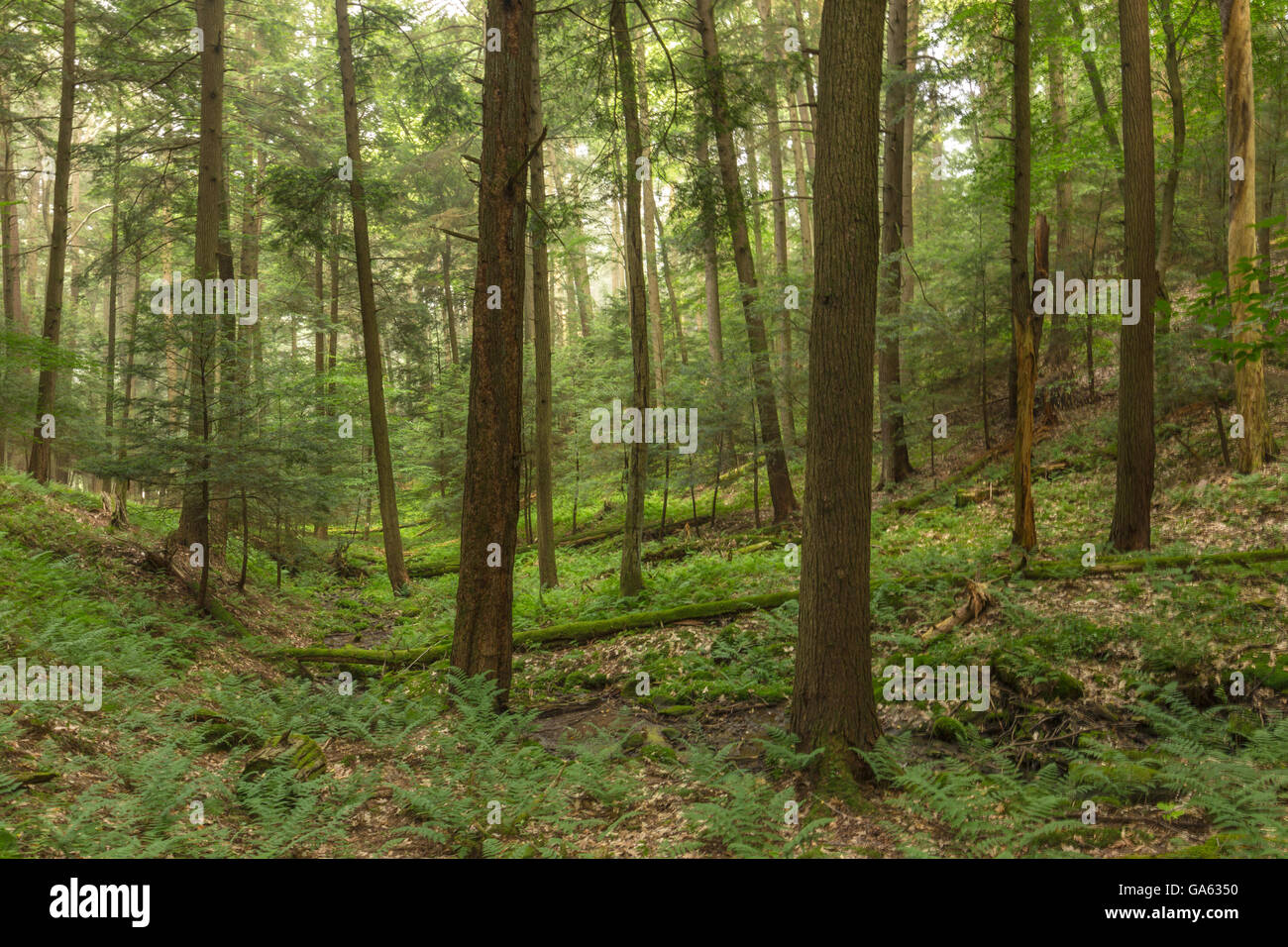 Discover 5 Of Americas Oldgrowth Forests American Forests