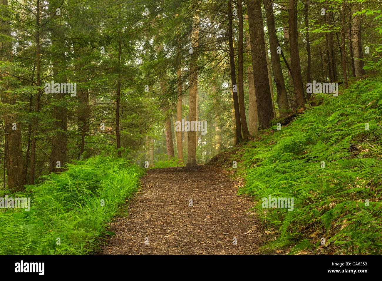 OLD GROWTH WHITE PINE AND HEMLOCK TREES ANCIENT FOREST TRAIL FOREST ...