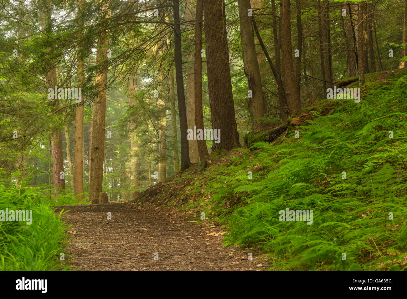 OLD GROWTH WHITE PINE AND HEMLOCK TREES ANCIENT FOREST TRAIL FOREST ...