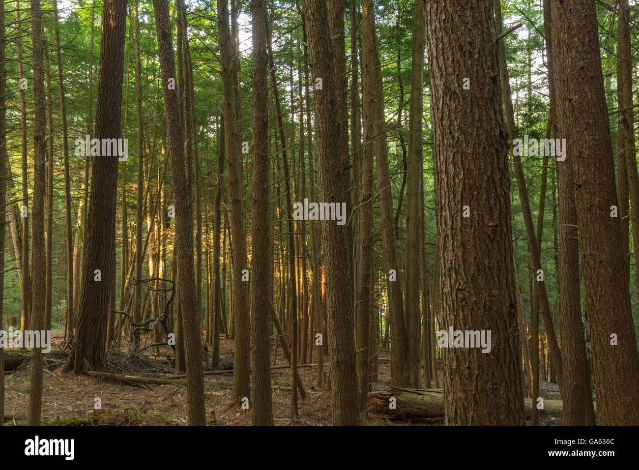 Eastern hemlock forest hi-res stock photography and images - Alamy
