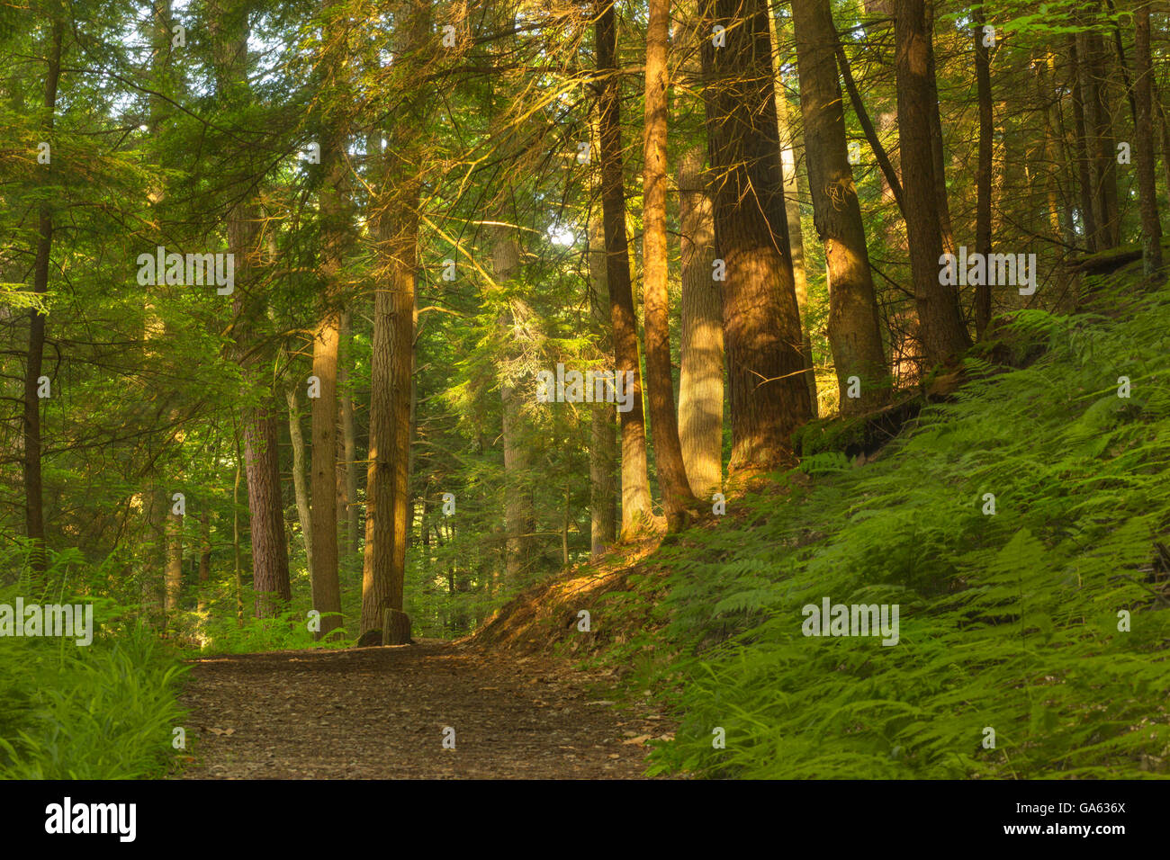 OLD GROWTH WHITE PINE AND HEMLOCK TREES ANCIENT FOREST TRAIL FOREST ...