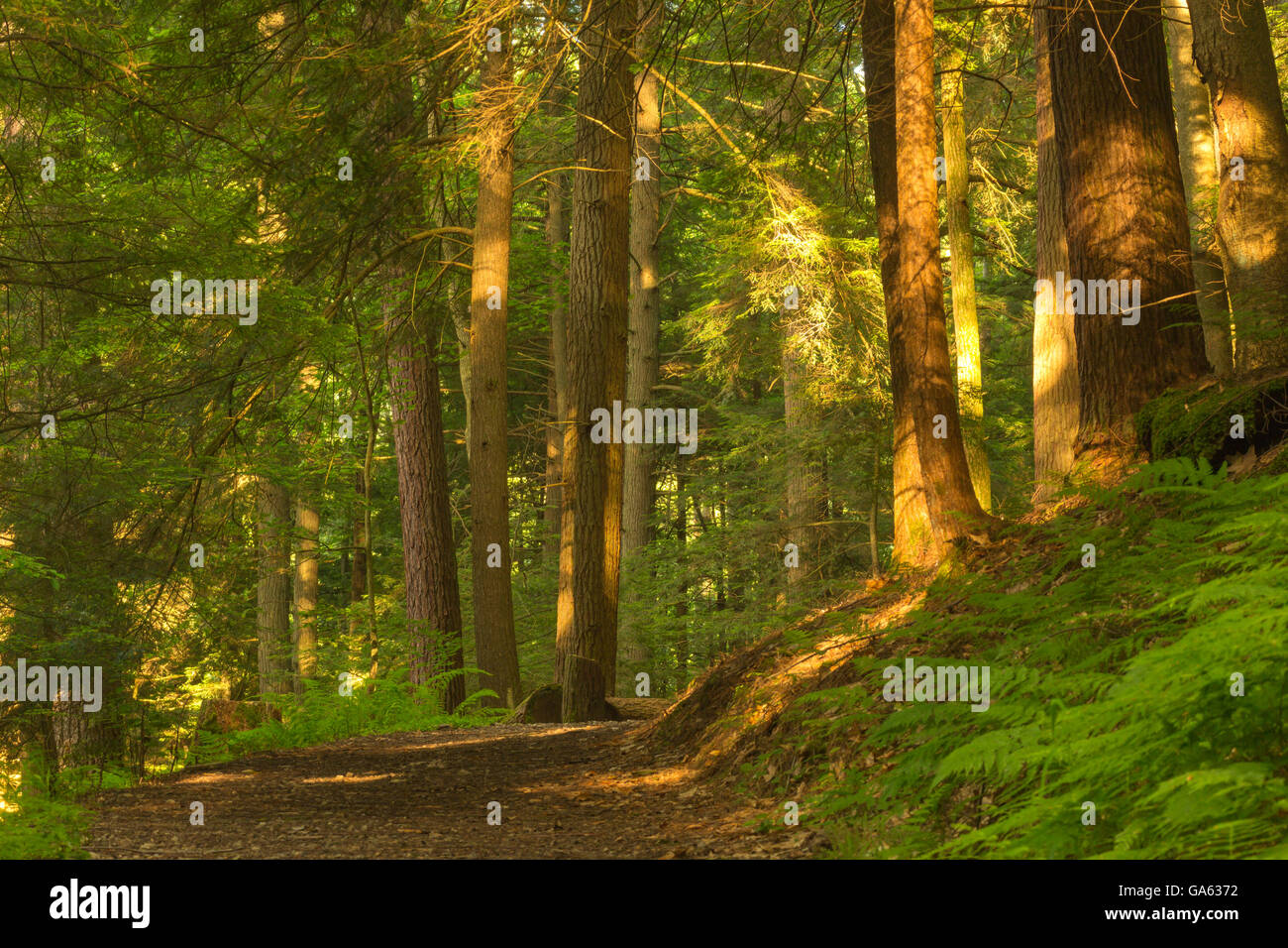 OLD GROWTH WHITE PINE AND HEMLOCK TREES ANCIENT FOREST TRAIL FOREST ...