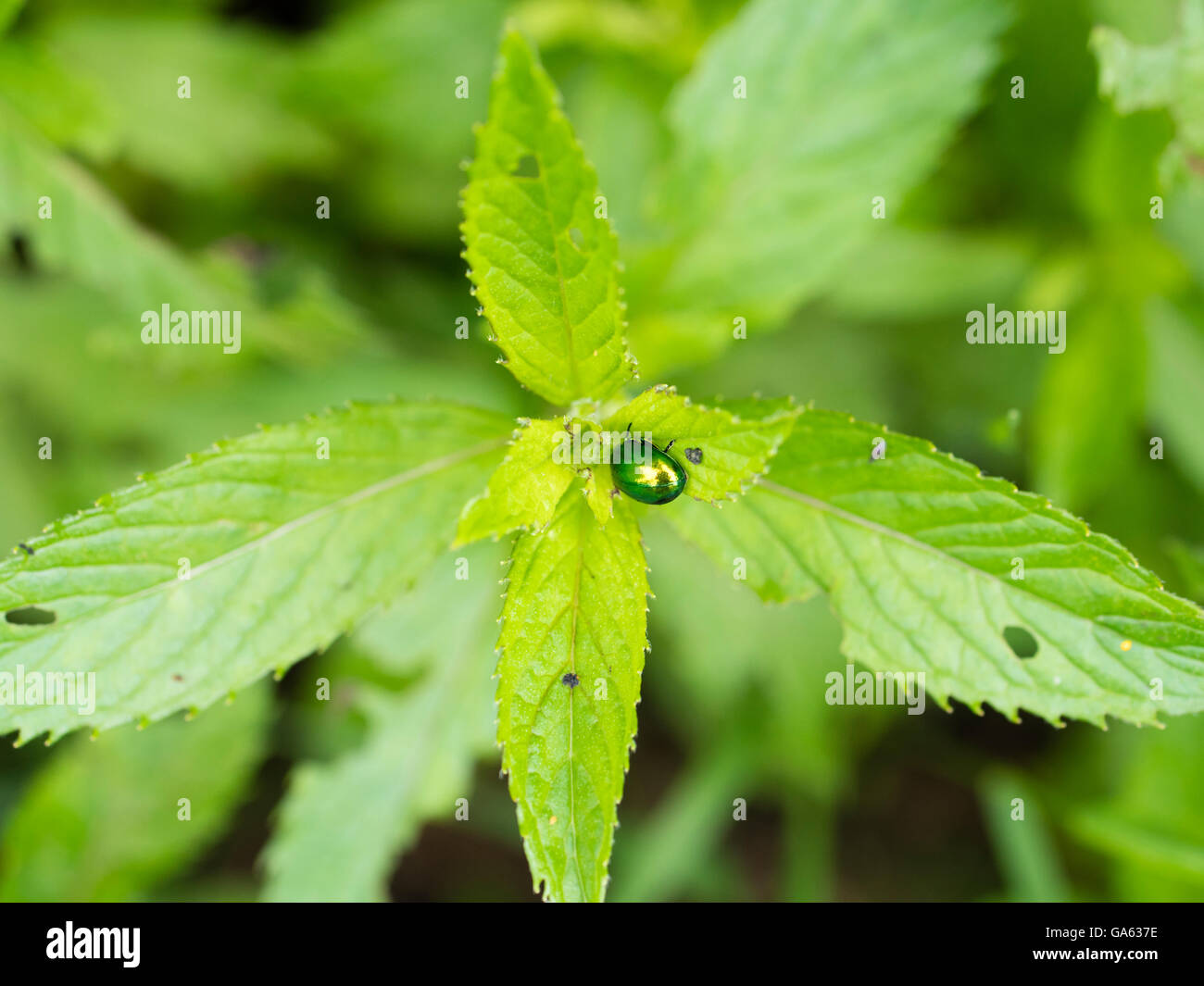 Mint Leaf Beetle (Chrysolina herbacea) on a mint leaf Stock Photo - Alamy