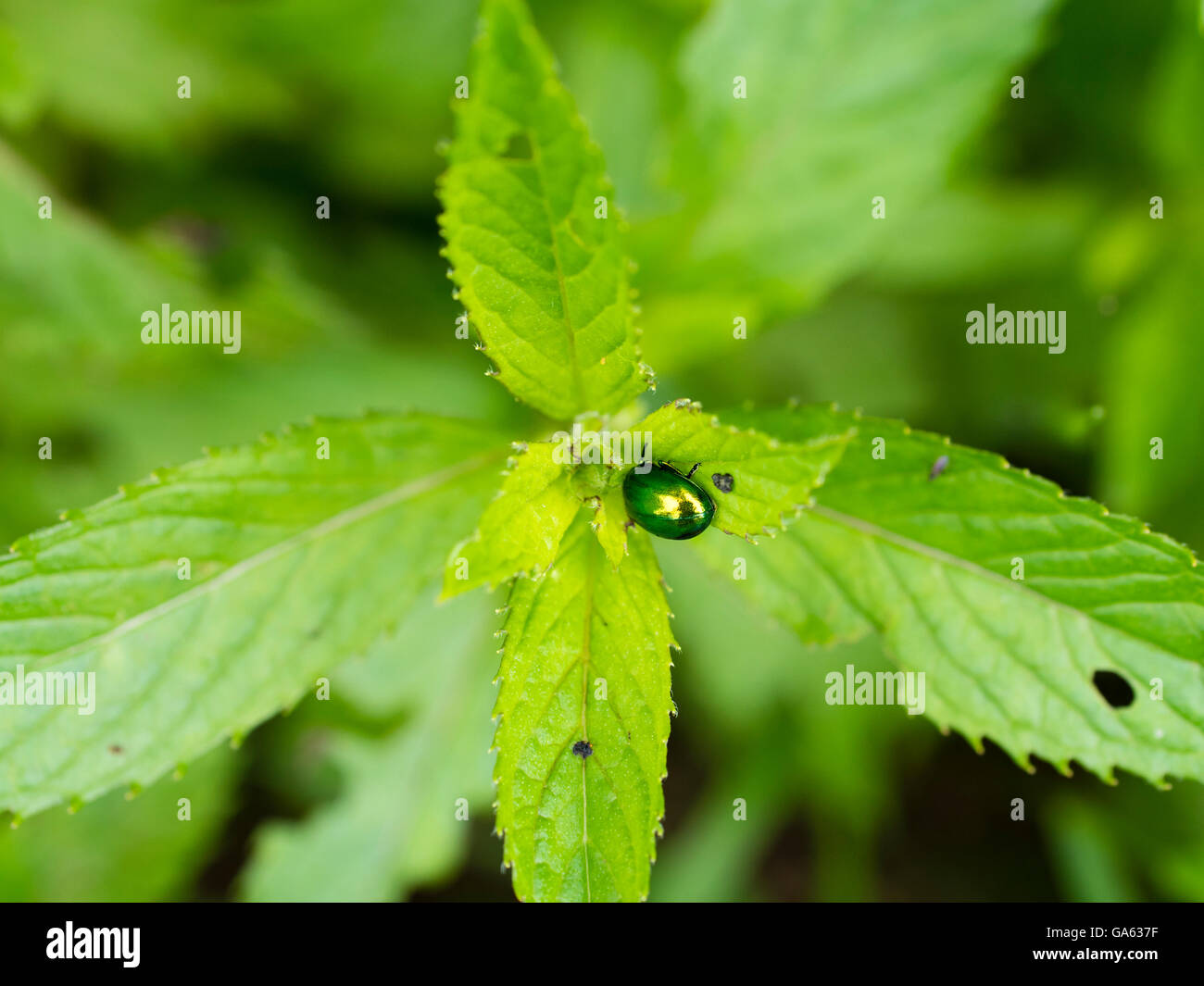 Mint Leaf Beetle (Chrysolina herbacea) on a mint leaf Stock Photo - Alamy