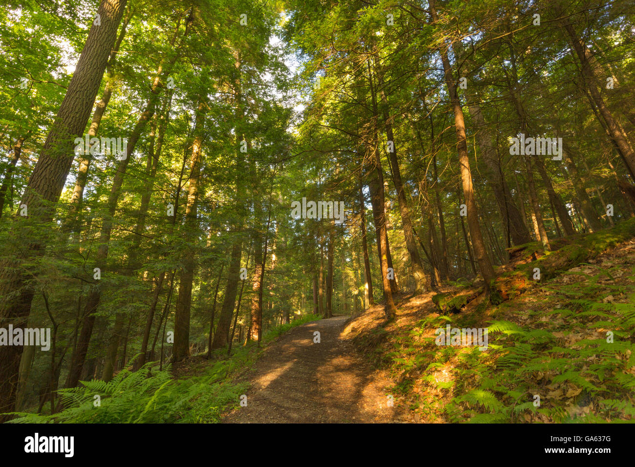 OLD GROWTH WHITE PINE AND HEMLOCK TREES ANCIENT FOREST TRAIL FOREST ...