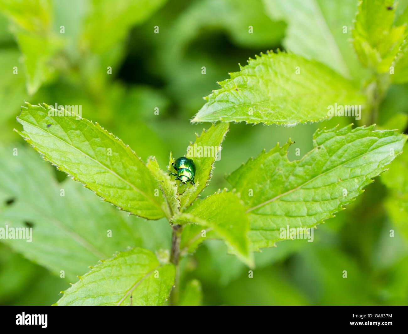 Mint Leaf Beetle (Chrysolina herbacea) on a mint leaf Stock Photo - Alamy