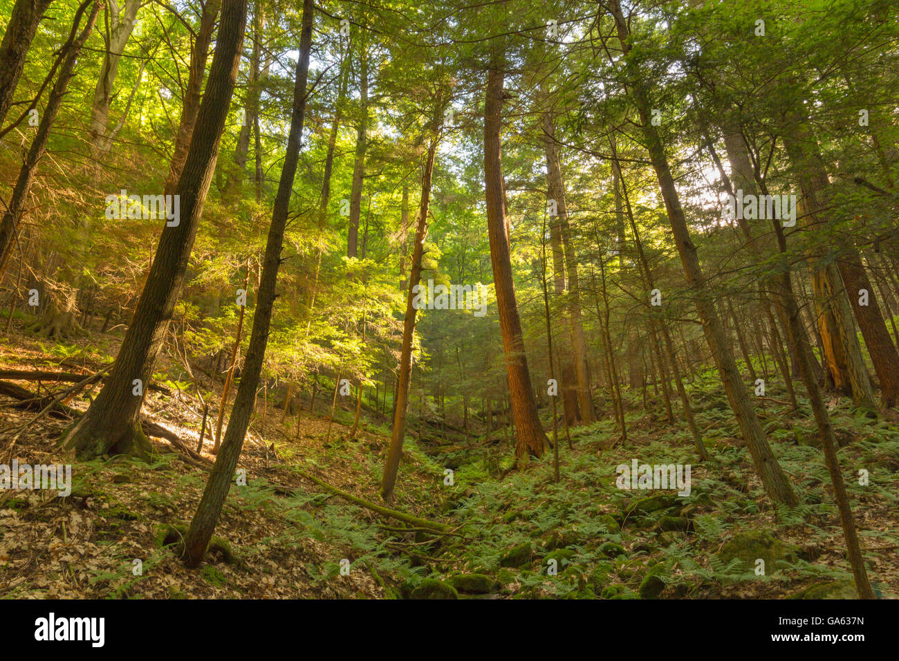 OLD GROWTH WHITE PINE AND HEMLOCK TREES LONGFELLOW TRAIL FOREST ...
