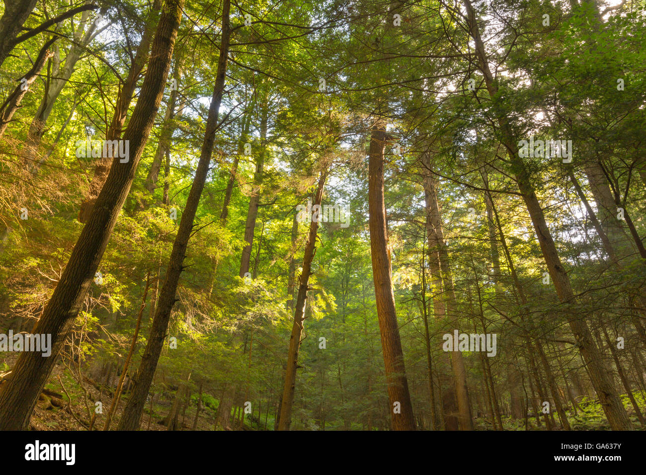 Old growth white pine hemlock hi-res stock photography and images - Alamy
