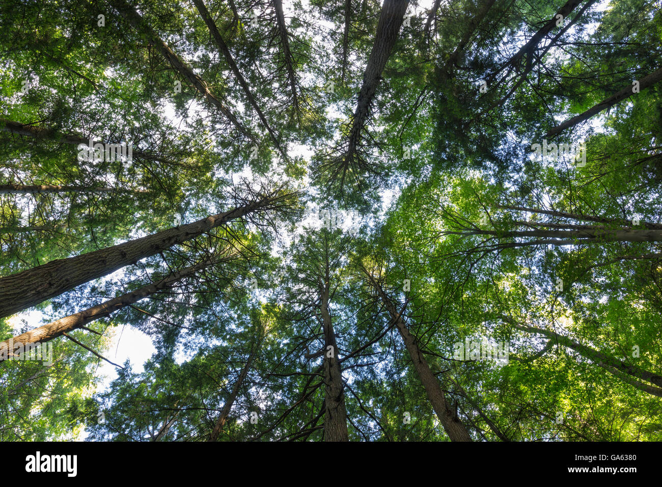 OLD GROWTH WHITE PINE AND HEMLOCK TREES LONGFELLOW TRAIL FOREST ...