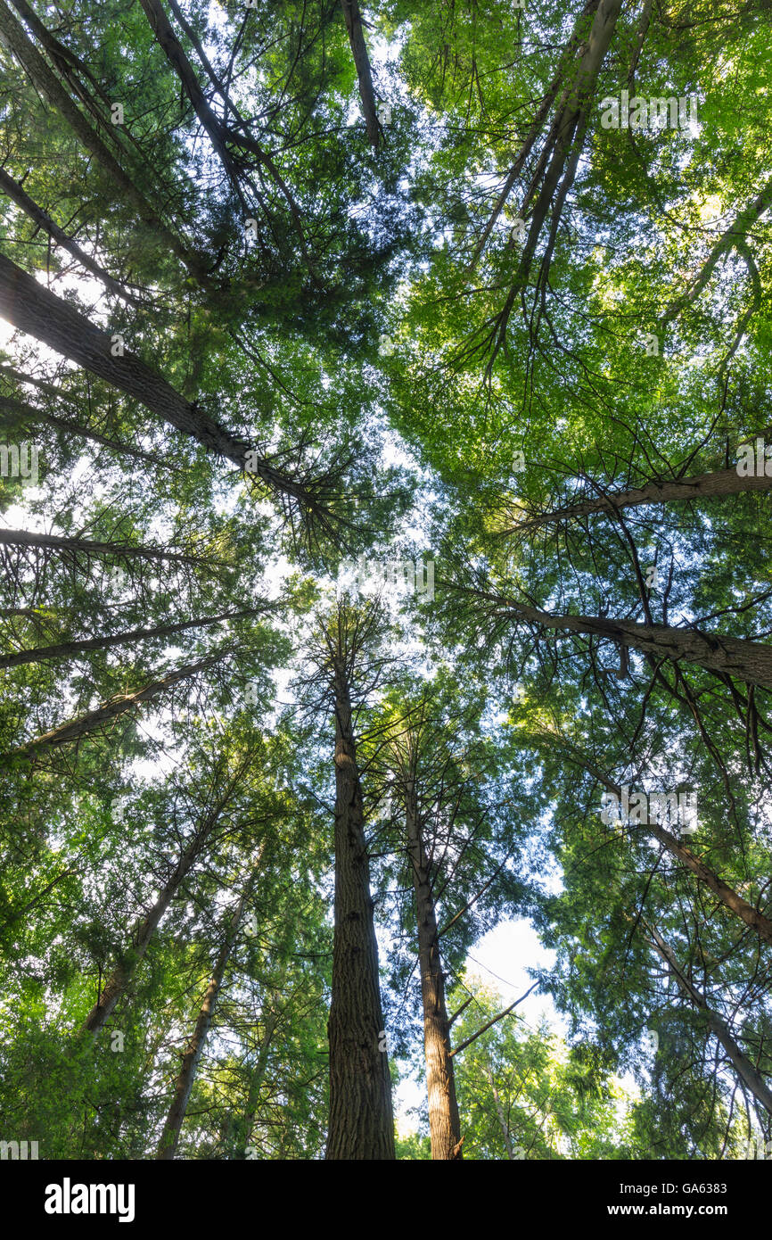OLD GROWTH WHITE PINE AND HEMLOCK TREES LONGFELLOW TRAIL FOREST ...