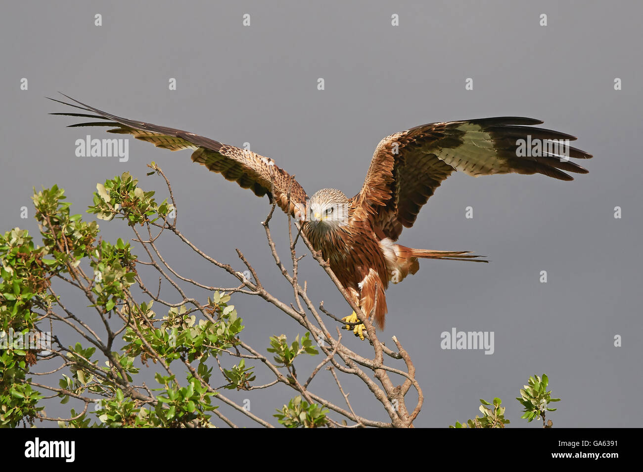 Red kite landing on a branch in its habitat Stock Photo - Alamy
