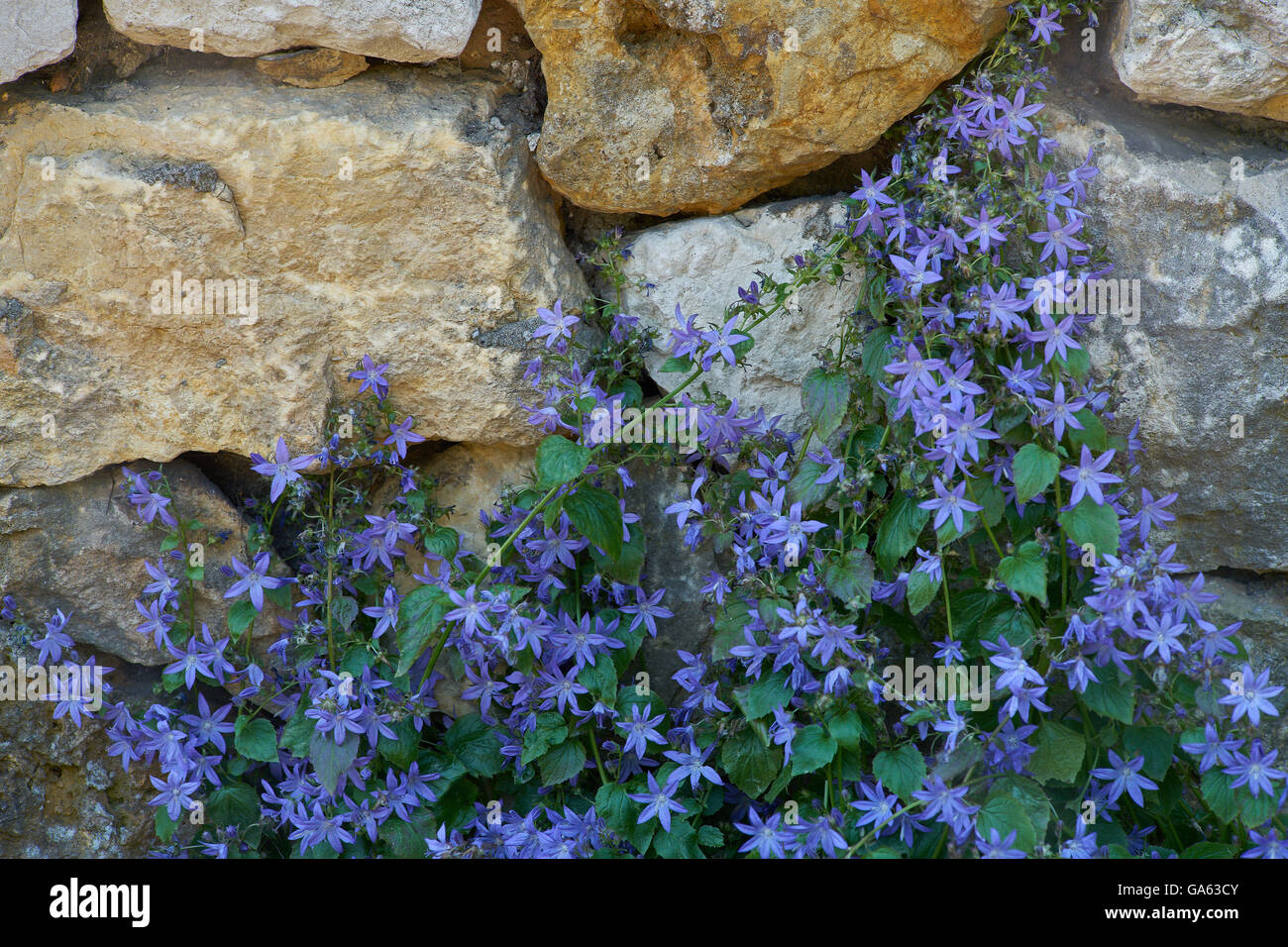 Campanula poscharskyana bellflower hi-res stock photography and images ...