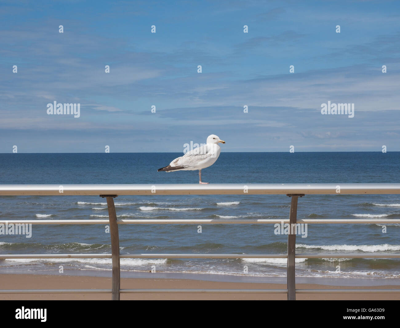 Gull seabird aka Seagull or Mew bird animal Stock Photo - Alamy