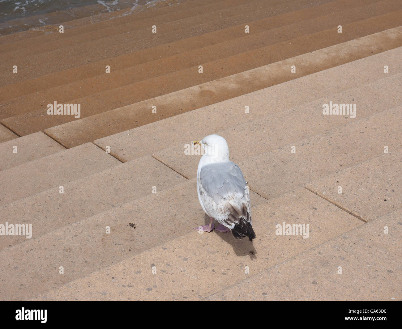 Gull seabird aka Seagull or Mew bird animal Stock Photo - Alamy