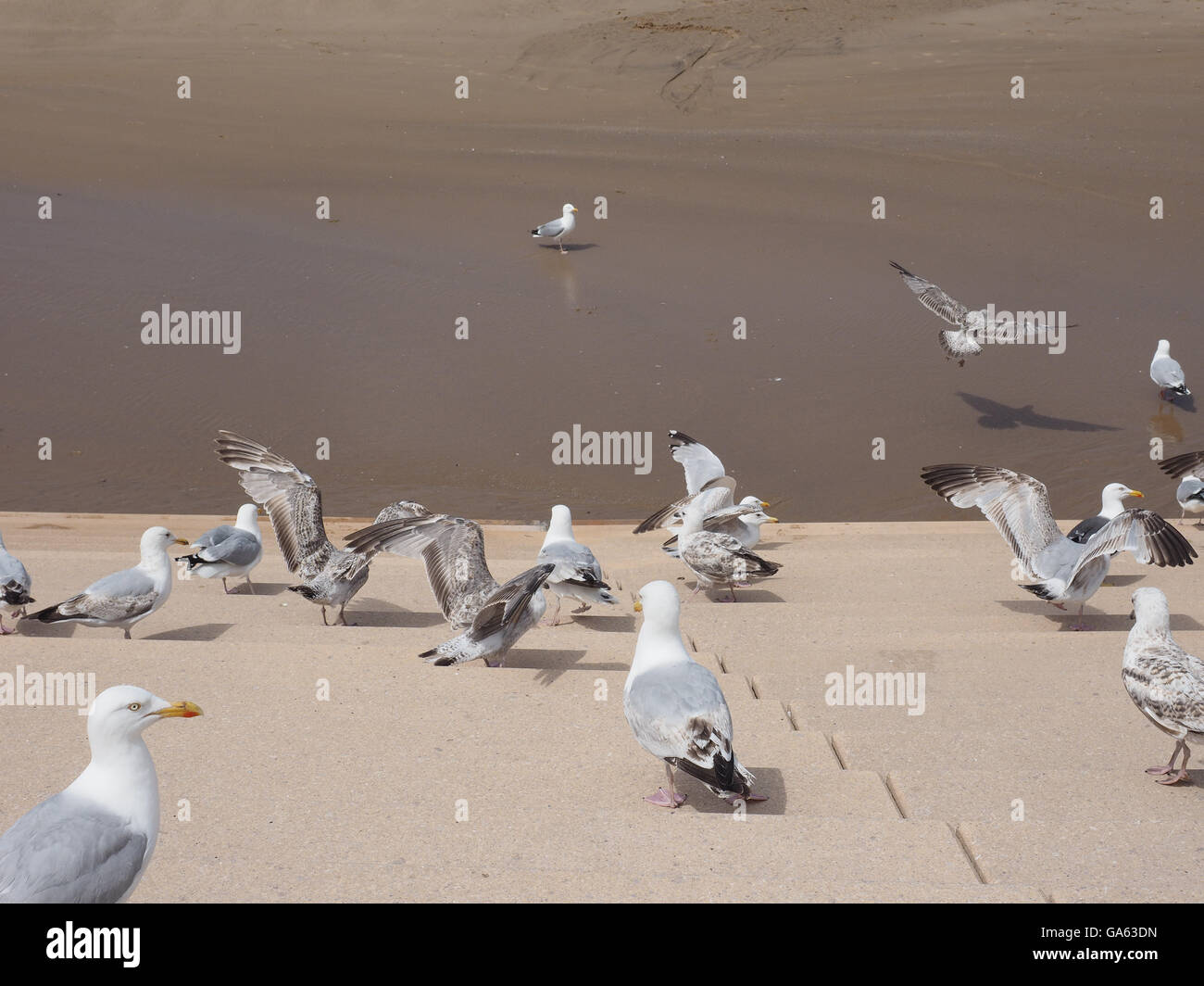 Gull seabird aka Seagull or Mew bird animal Stock Photo - Alamy