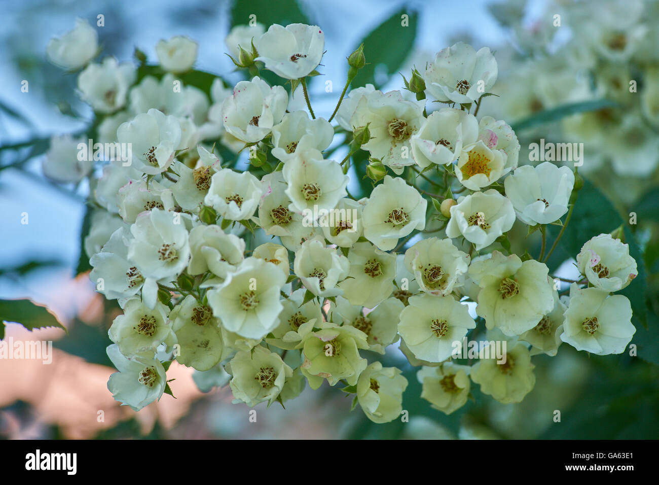 Rose cluster hi-res stock photography and images - Alamy
