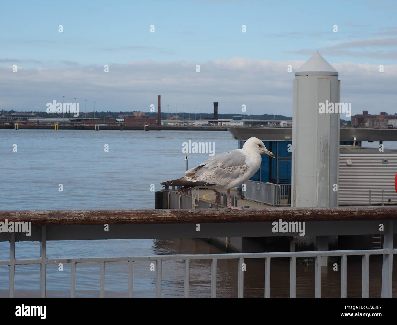 Gull seabird aka Seagull or Mew bird animal Stock Photo - Alamy