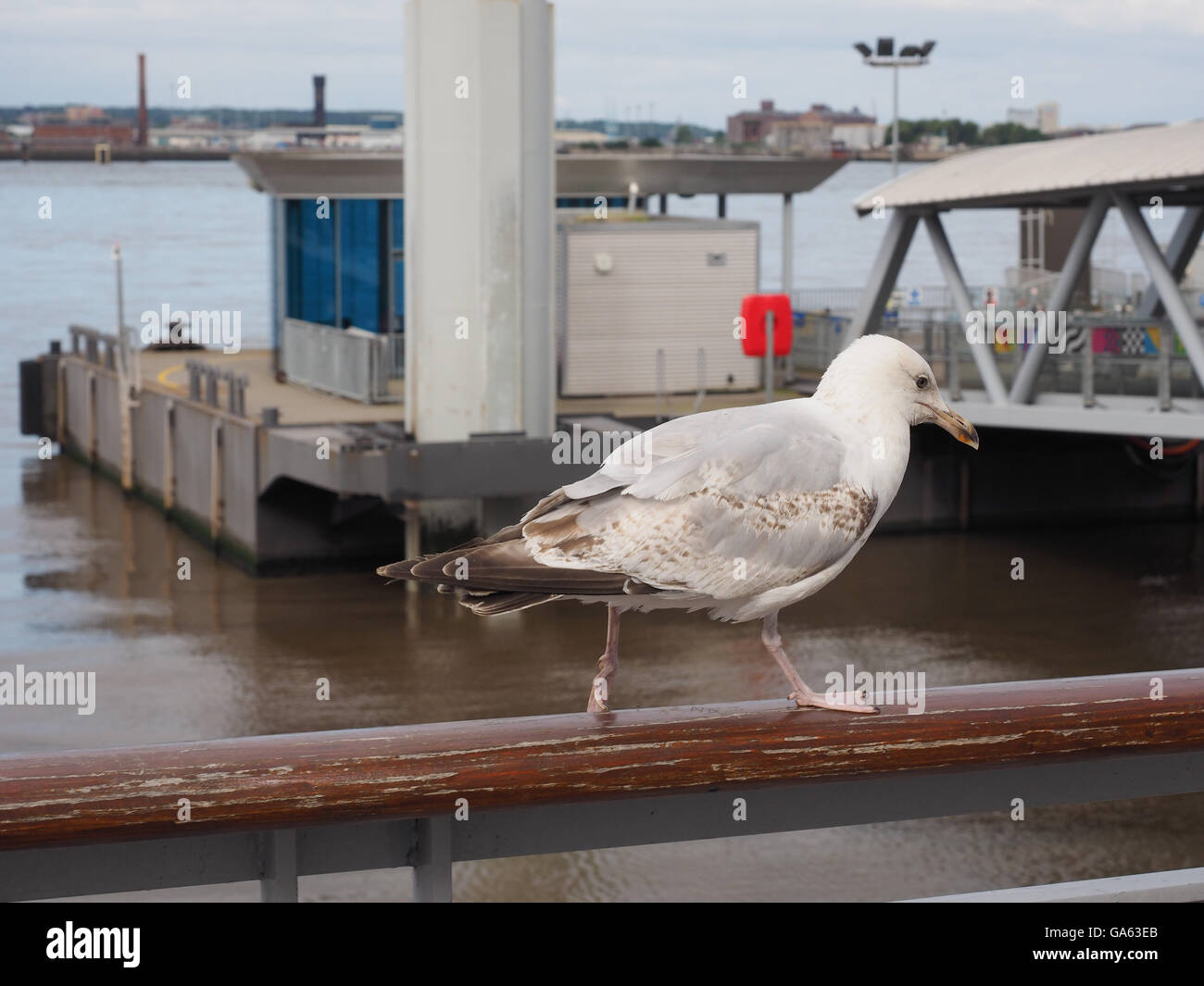 Gull seabird aka Seagull or Mew bird animal Stock Photo - Alamy