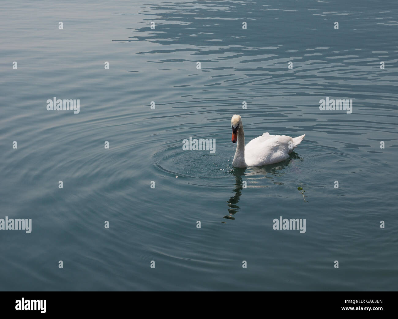 White Swan aka Cygnus bird animal swimming in a lake Stock Photo - Alamy