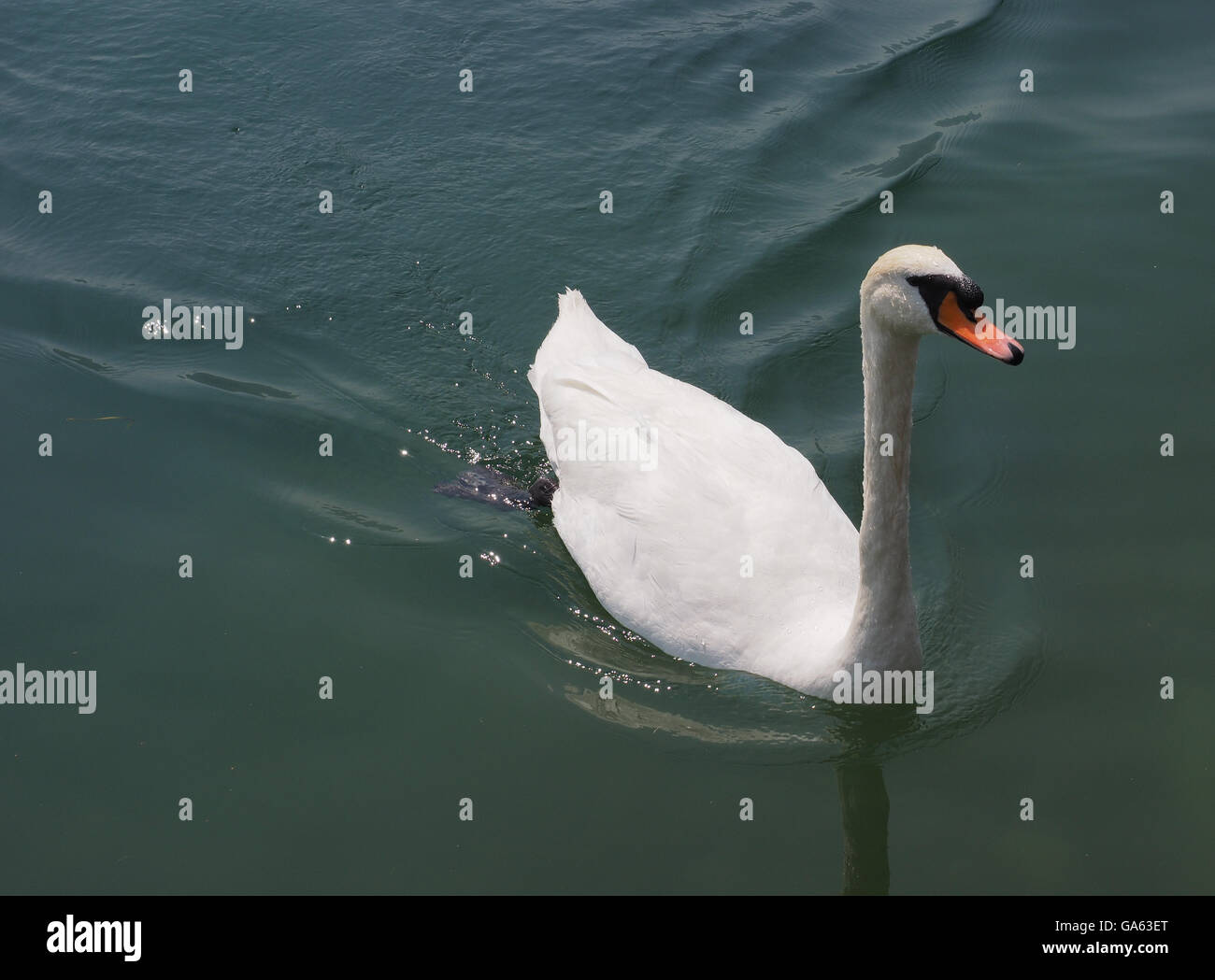 White Swan aka Cygnus bird animal swimming in a lake Stock Photo - Alamy