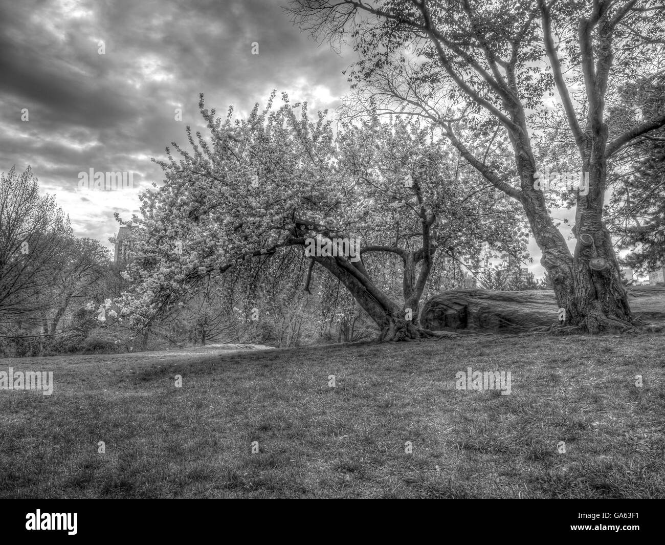 Romantic spring japan Black and White Stock Photos & Images - Alamy