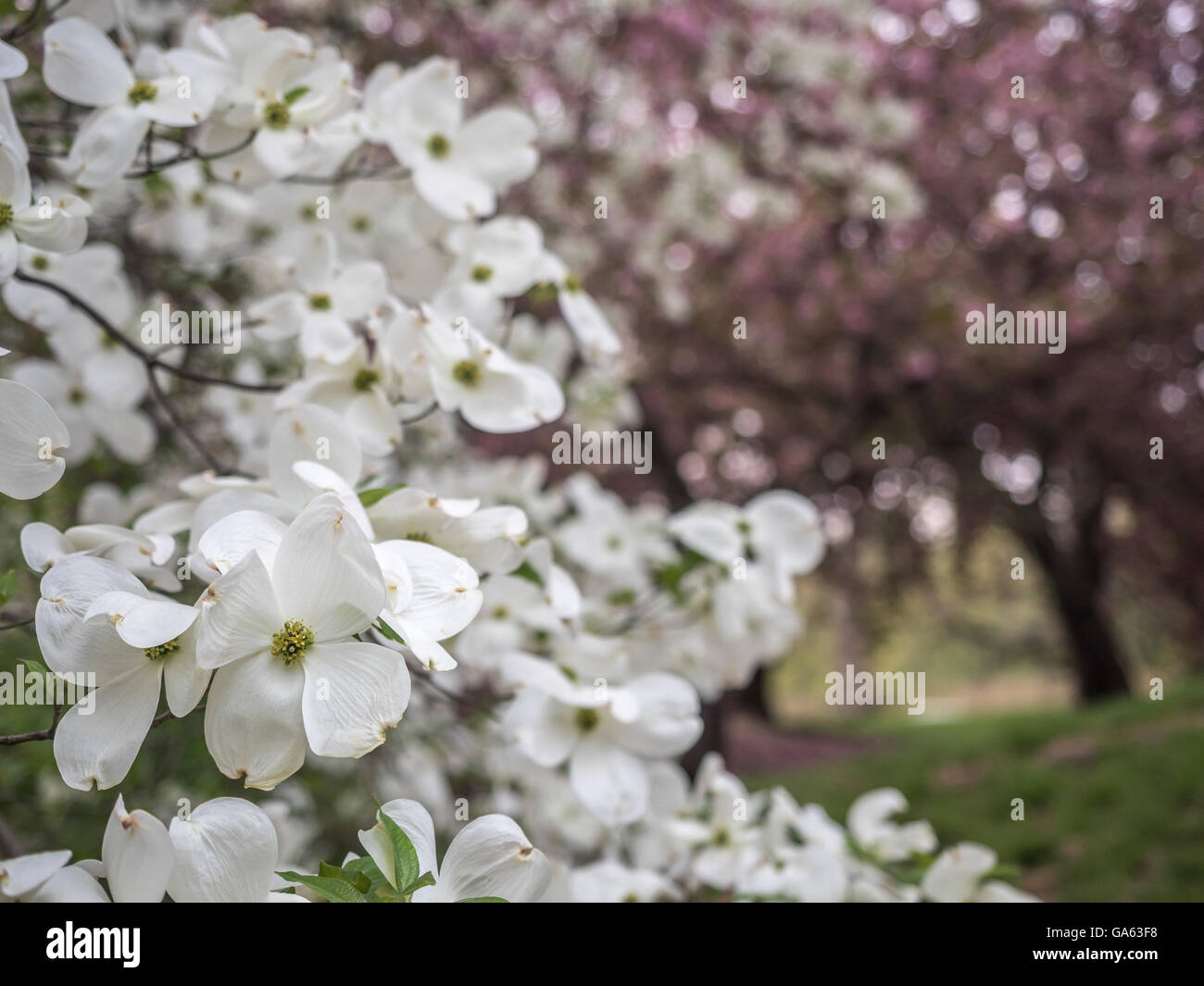 Cornus is a genus of woody plants in the family Cornaceae, commonly ...
