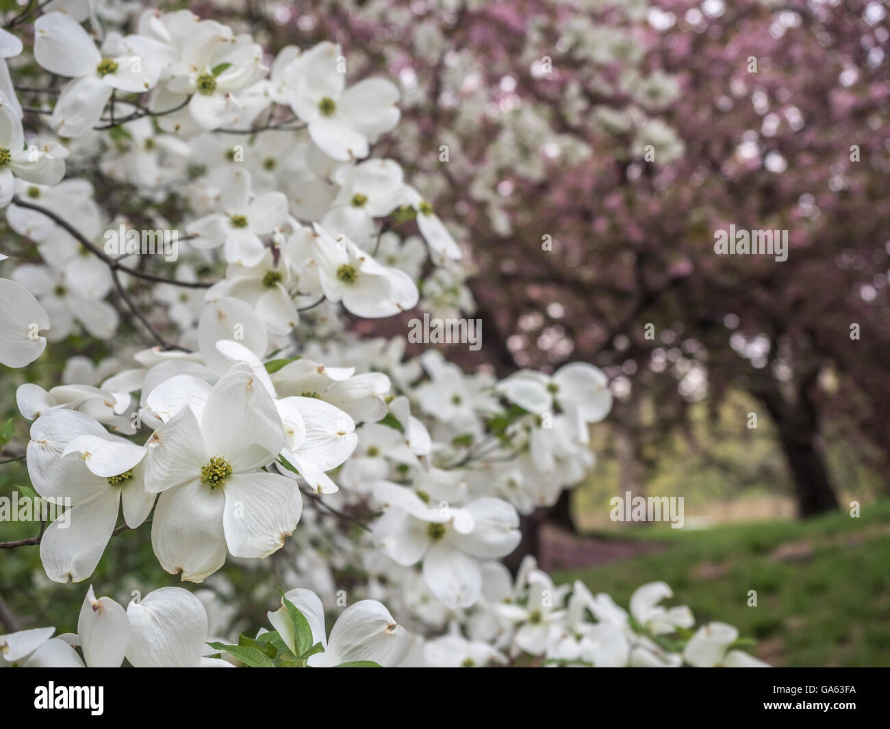 Cornus is a genus of woody plants in the family Cornaceae, commonly ...