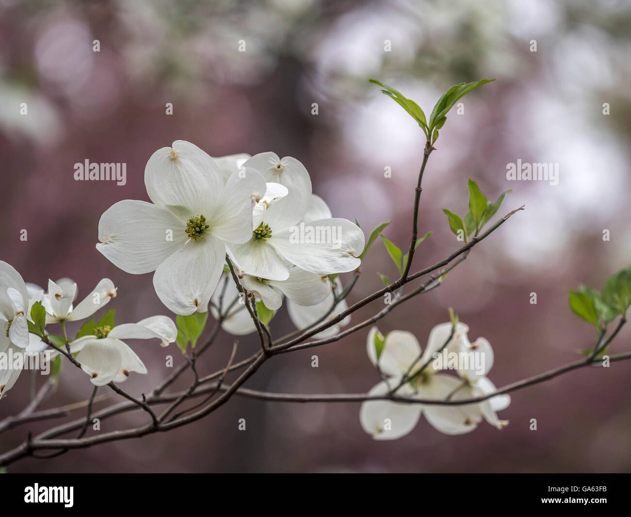 Cornus is a genus of woody plants in the family Cornaceae, commonly ...