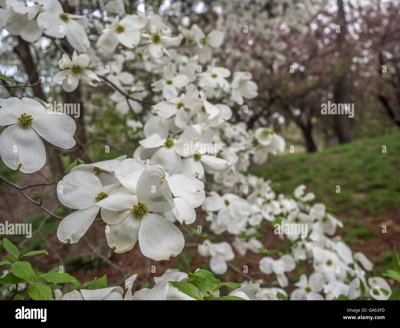 Cornus is a genus of woody plants in the family Cornaceae, commonly ...