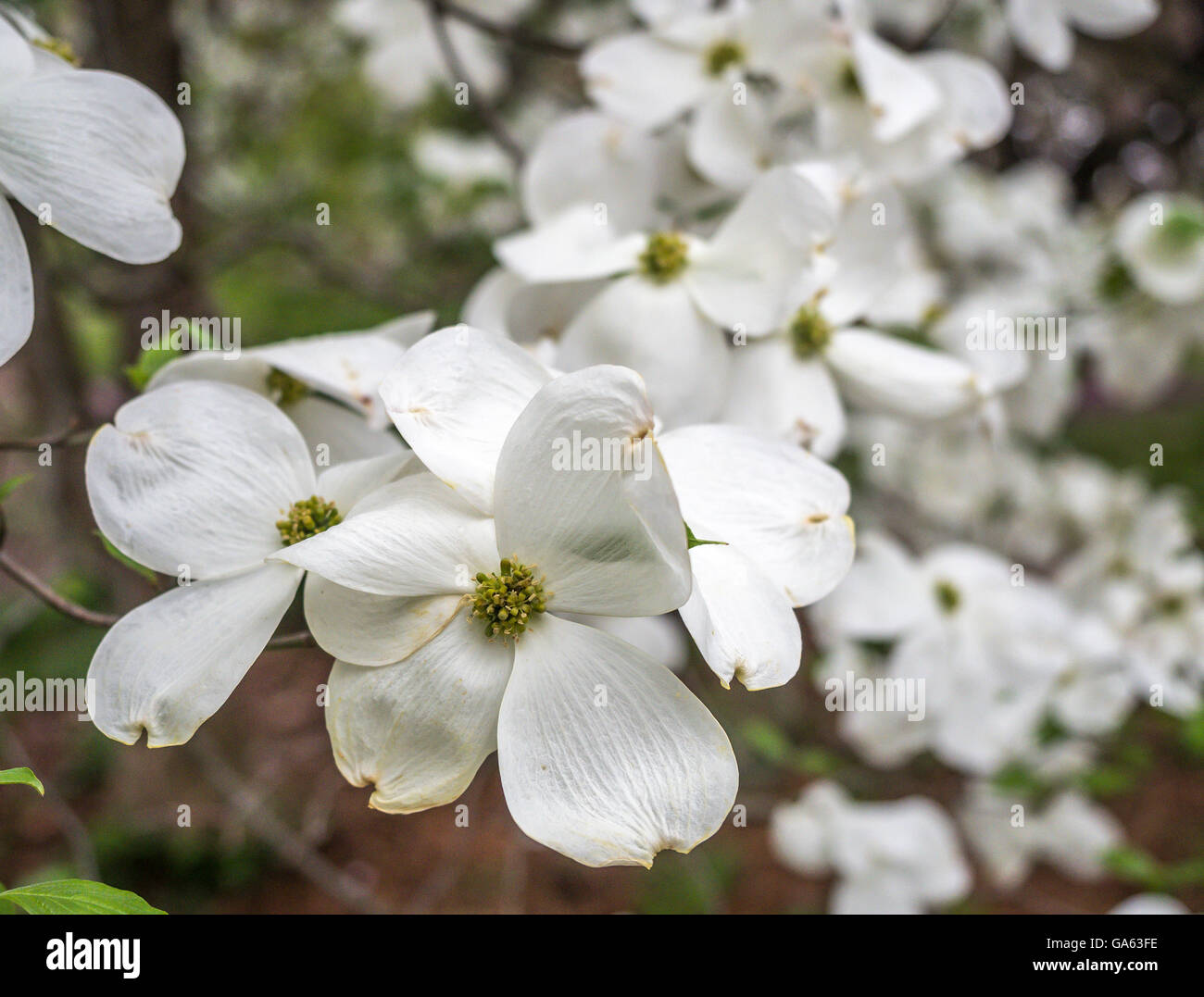 Cornus is a genus of woody plants in the family Cornaceae, commonly ...