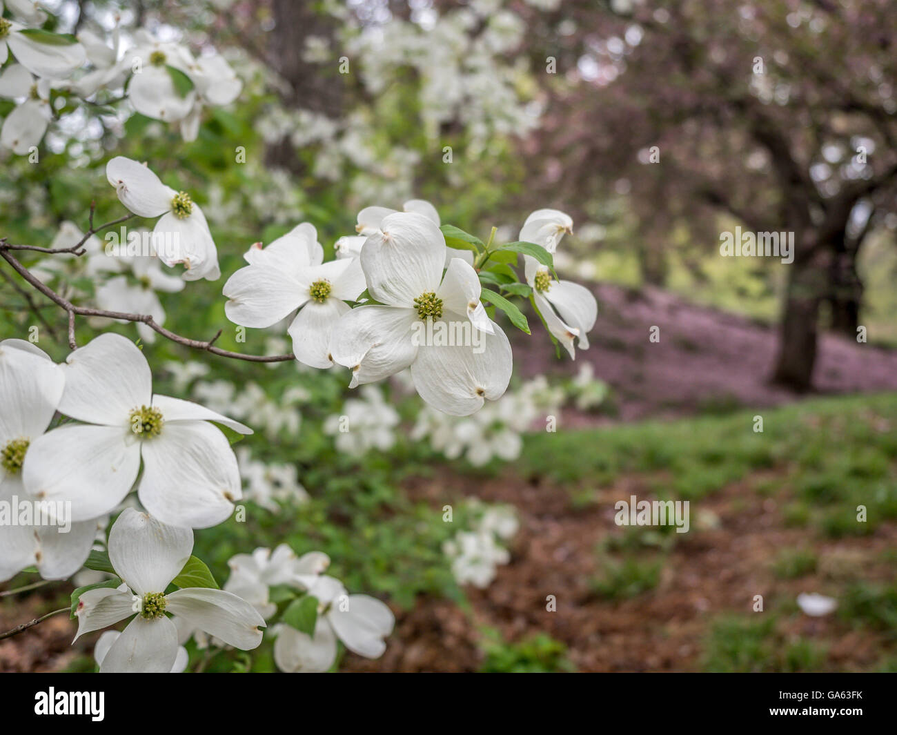 Cornus is a genus of woody plants in the family Cornaceae, commonly ...