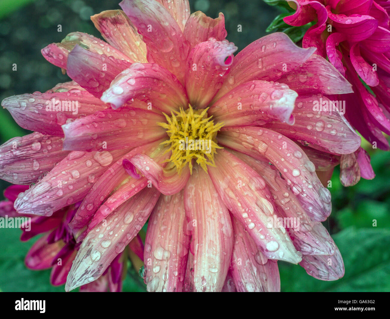 Dahlia is a genus of bushy, tuberous, herbaceous perennial plants. A ...