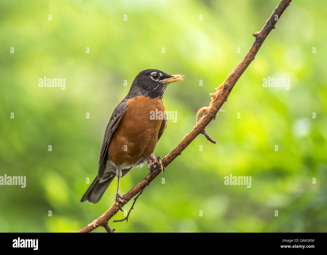 Robin eating hi-res stock photography and images - Alamy