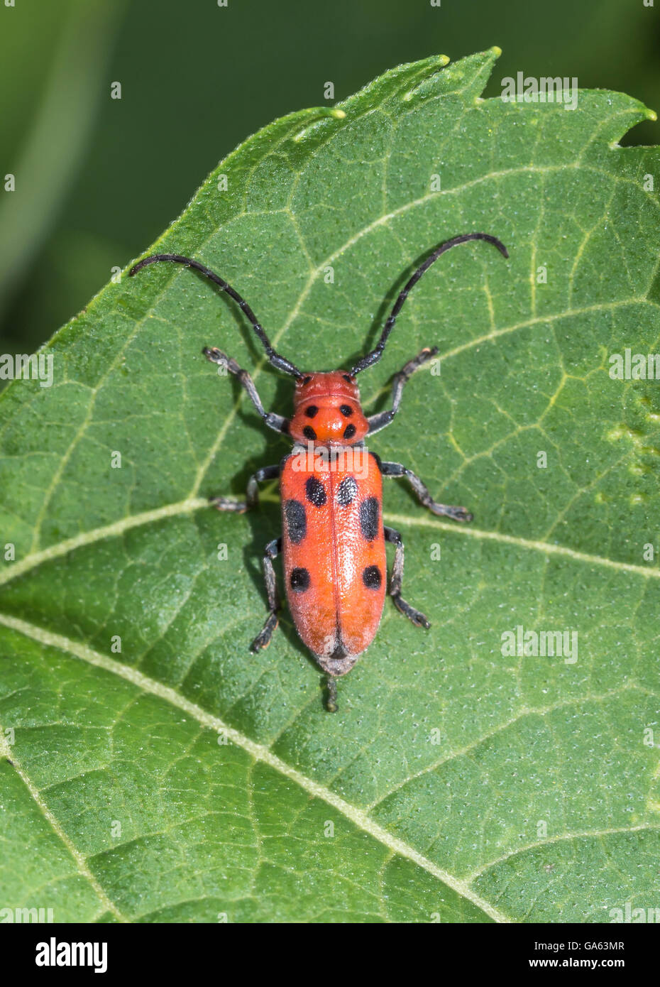 longhorn beetles,Cerambycidae; also known as long-horned or longhorn ...