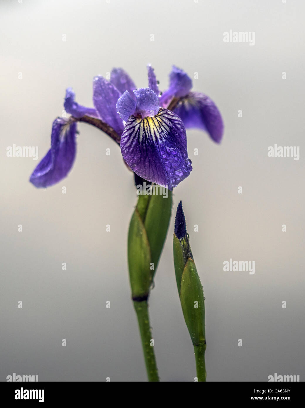 Blue Iris flower with water drop in close up Stock Photo - Alamy