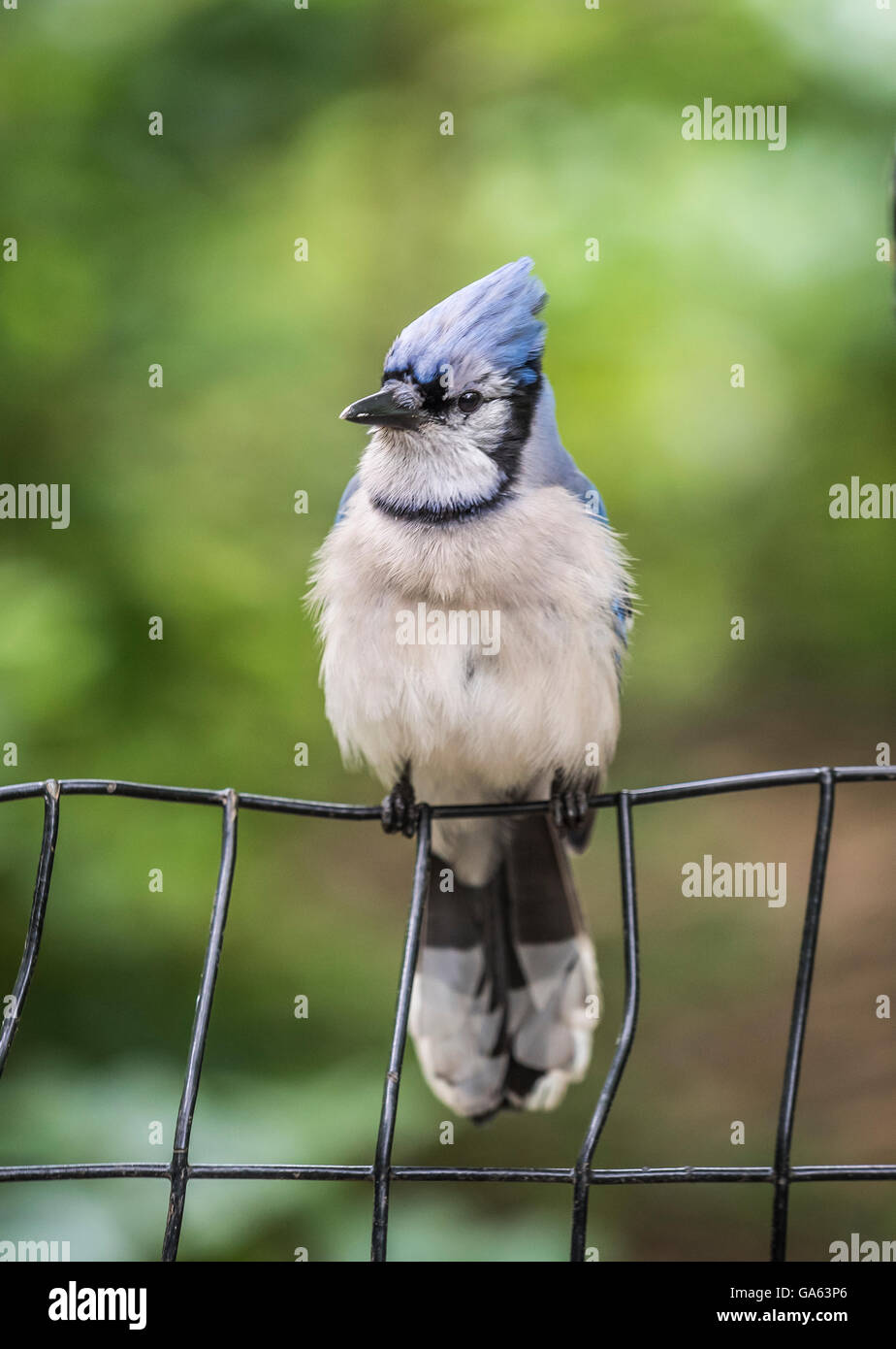 blue jay, Cyanocitta cristata is a passerine bird in the family ...