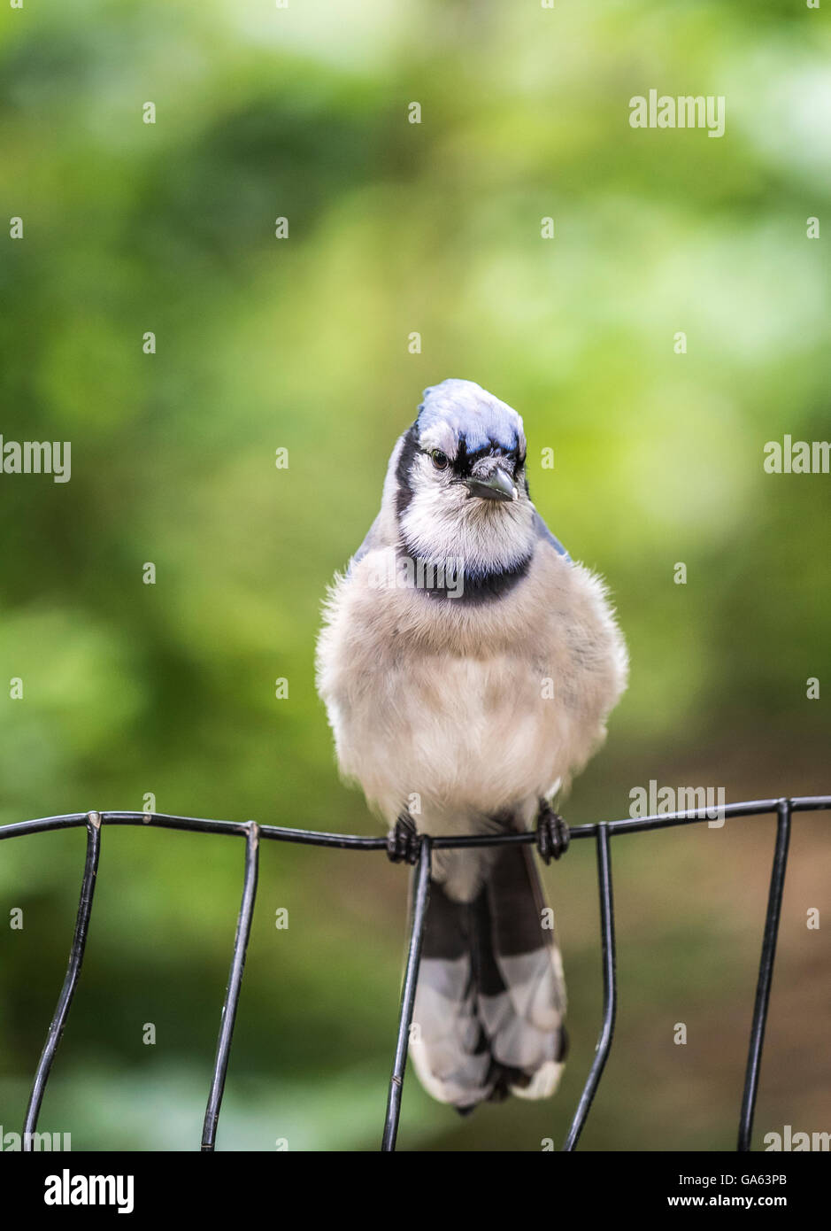 blue jay, Cyanocitta cristata is a passerine bird in the family ...