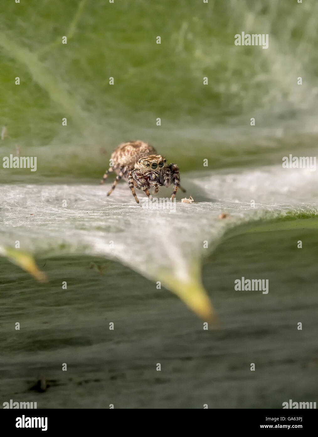 jumping spider family (Salticidae) contains over 500 described genera ...