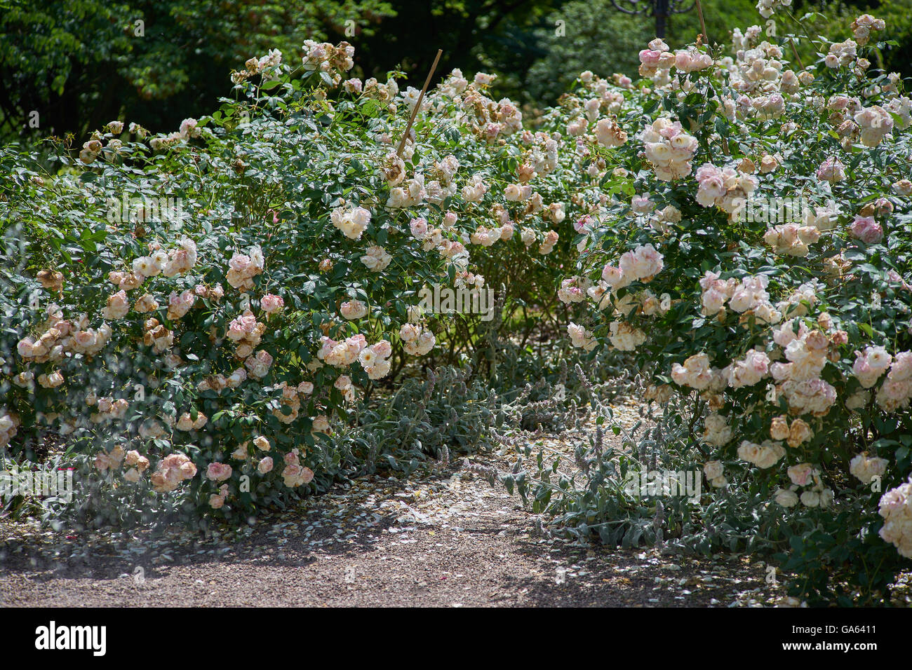 Lush White Rose Roses Bush High Resolution Stock Photography and Images ...