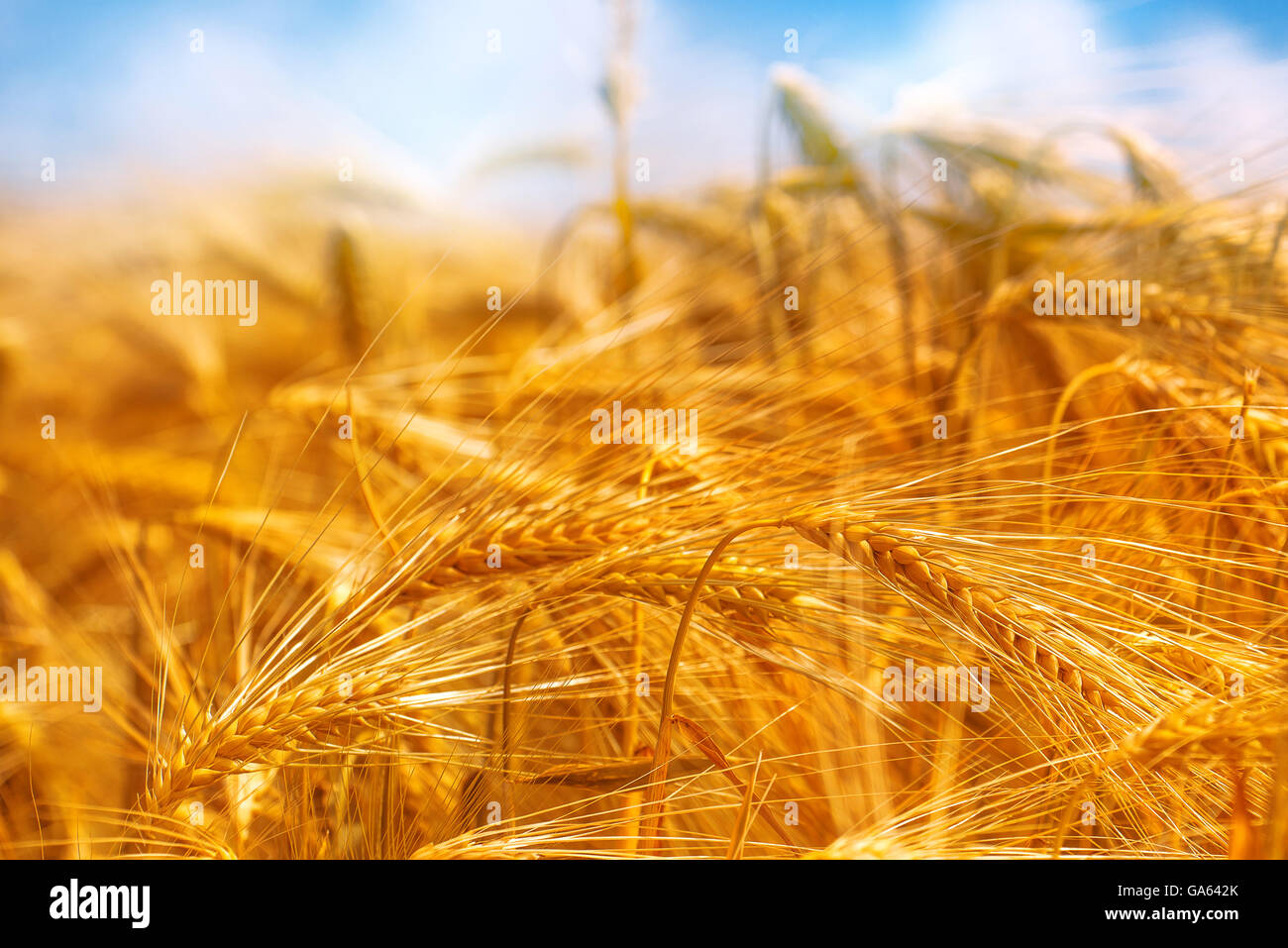 Golden barley field, cultivated landscape, agriculture and organic ...