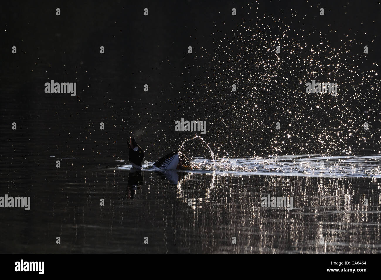 Common Goldeneye (Bucephala clangula) courtship display at early spring ...