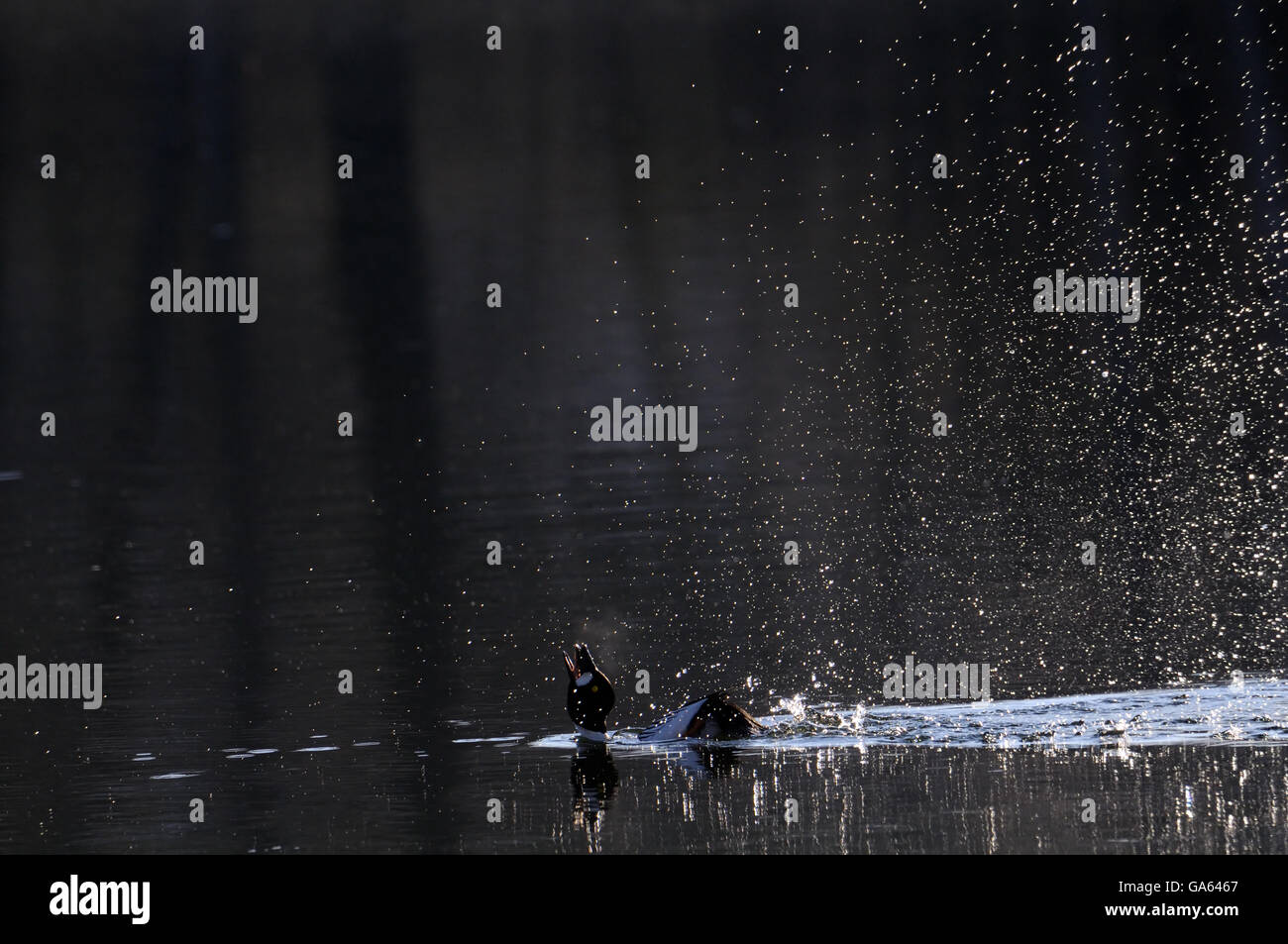 Common Goldeneye (Bucephala clangula) courtship display at early spring ...