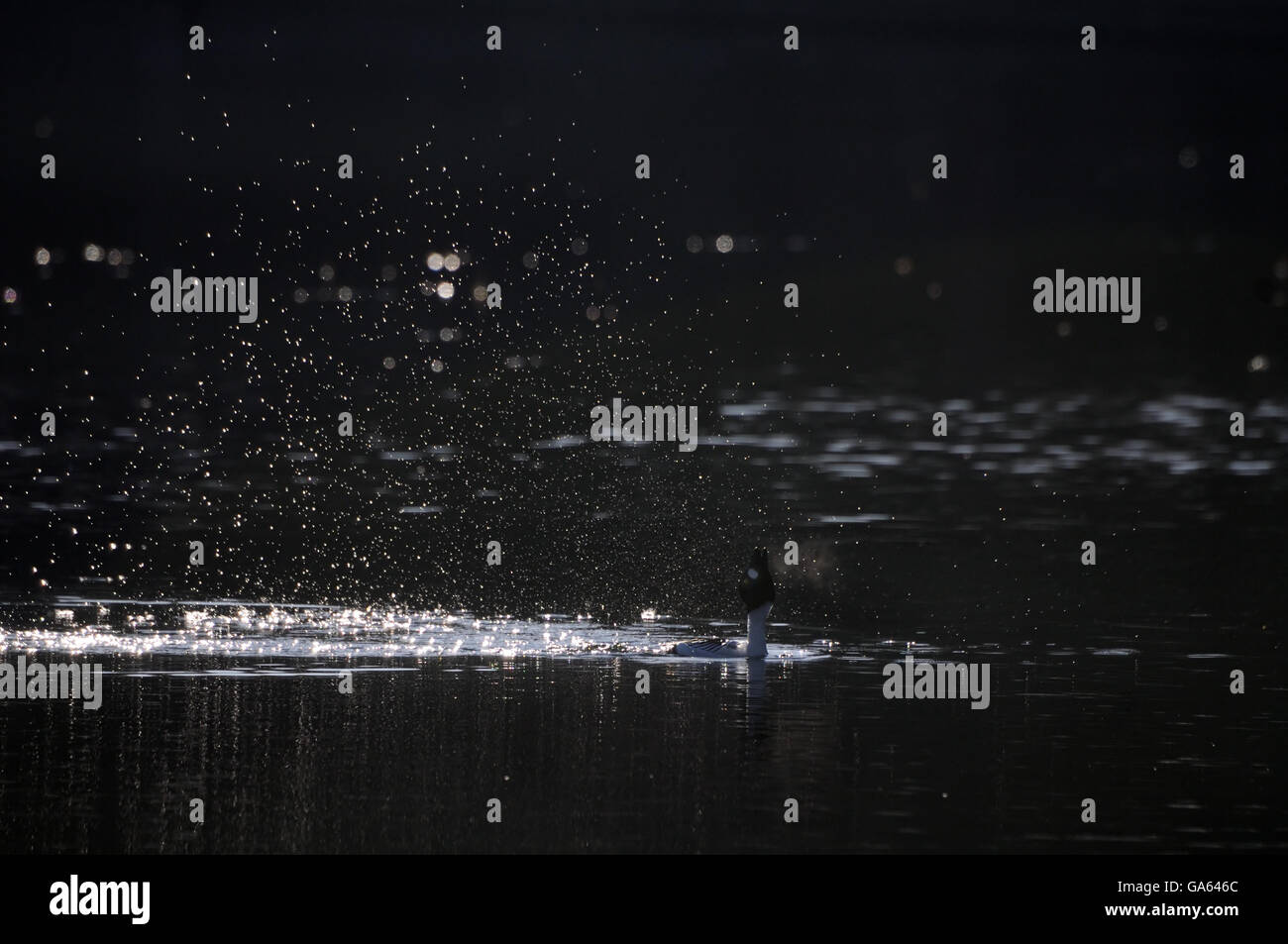 Common Goldeneye (Bucephala clangula) courtship display at early spring ...