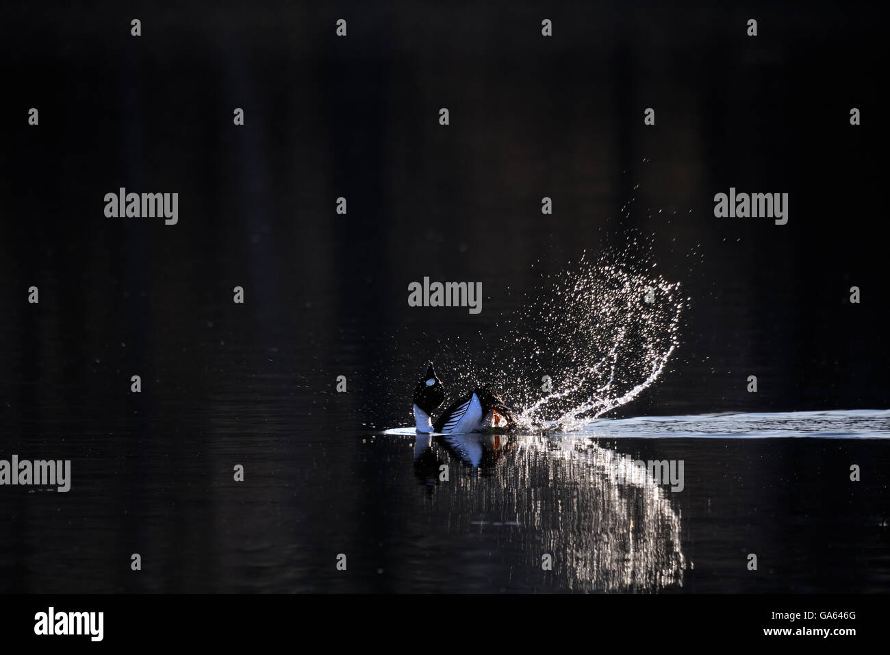 Common Goldeneye (Bucephala clangula) courtship display at early spring ...
