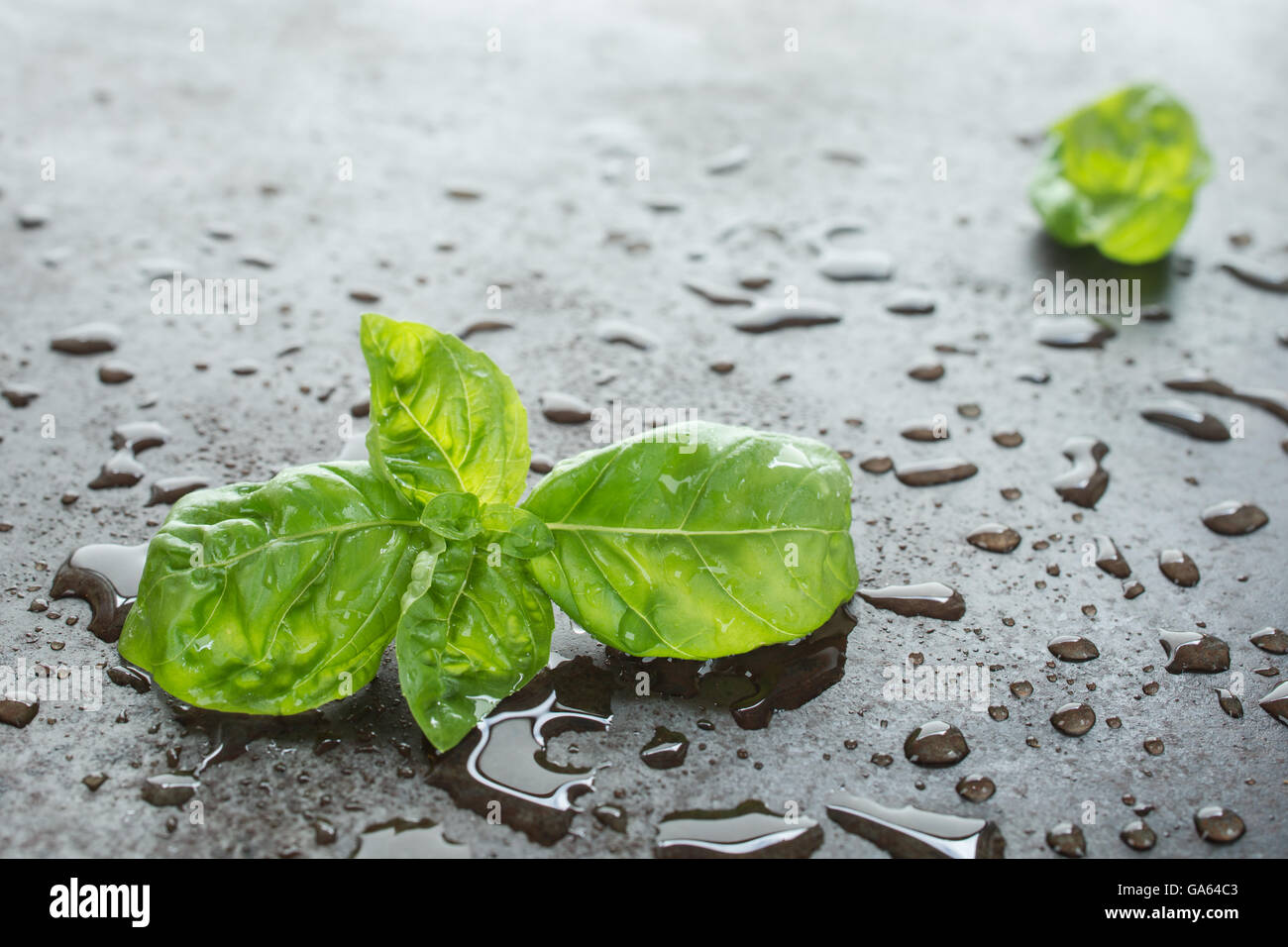 Green basil leaves with water drops as ingredient in the backlight ...