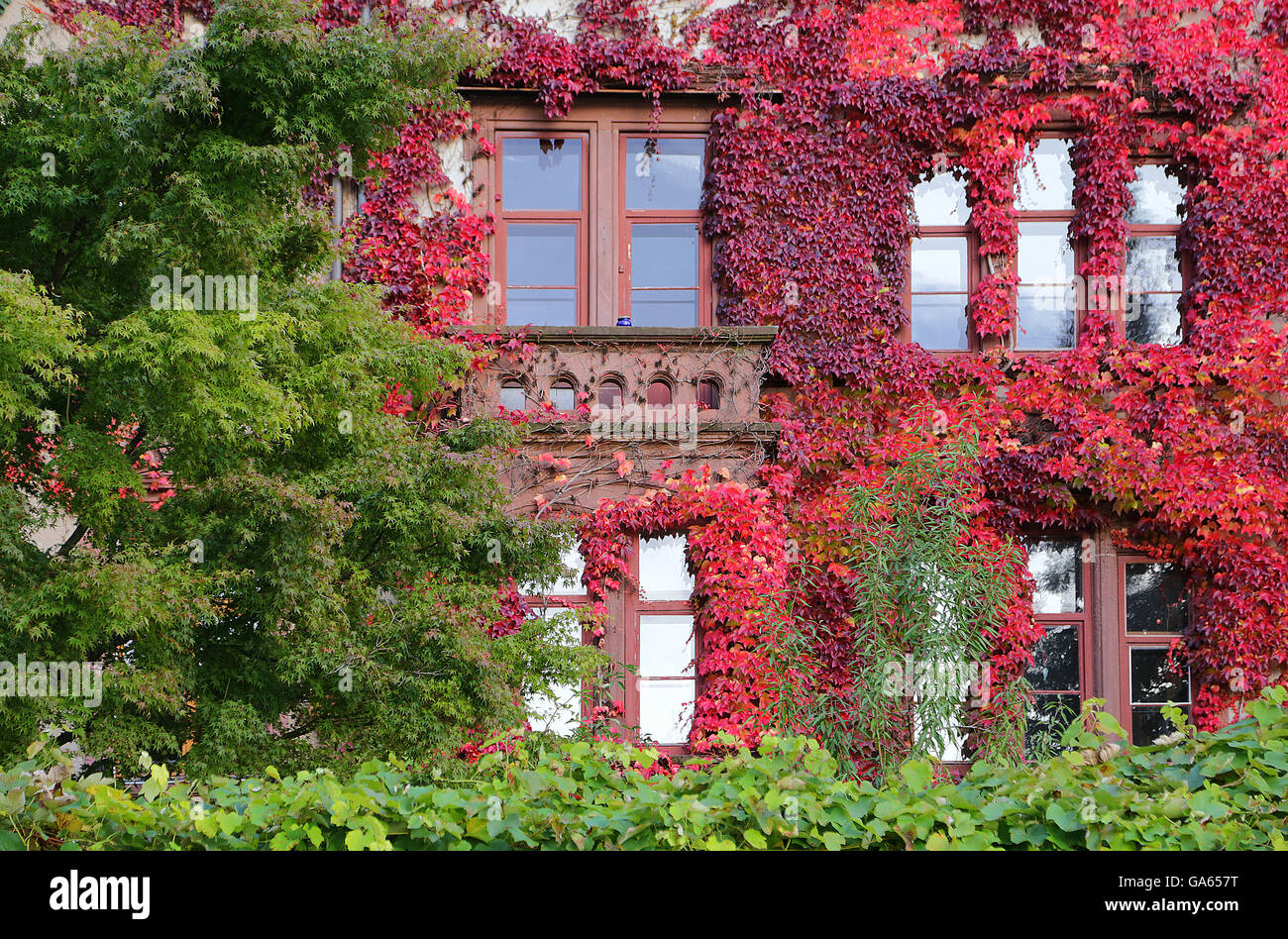 Windows, Trees, Winter, Autumn, Leaves, Building, Basel Stock Photo - Alamy