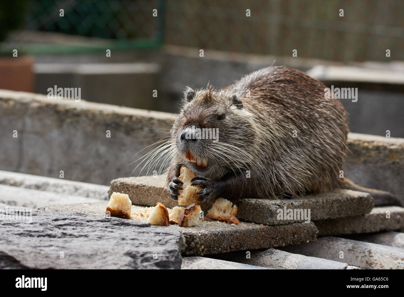 River rat at lunch Stock Photo - Alamy