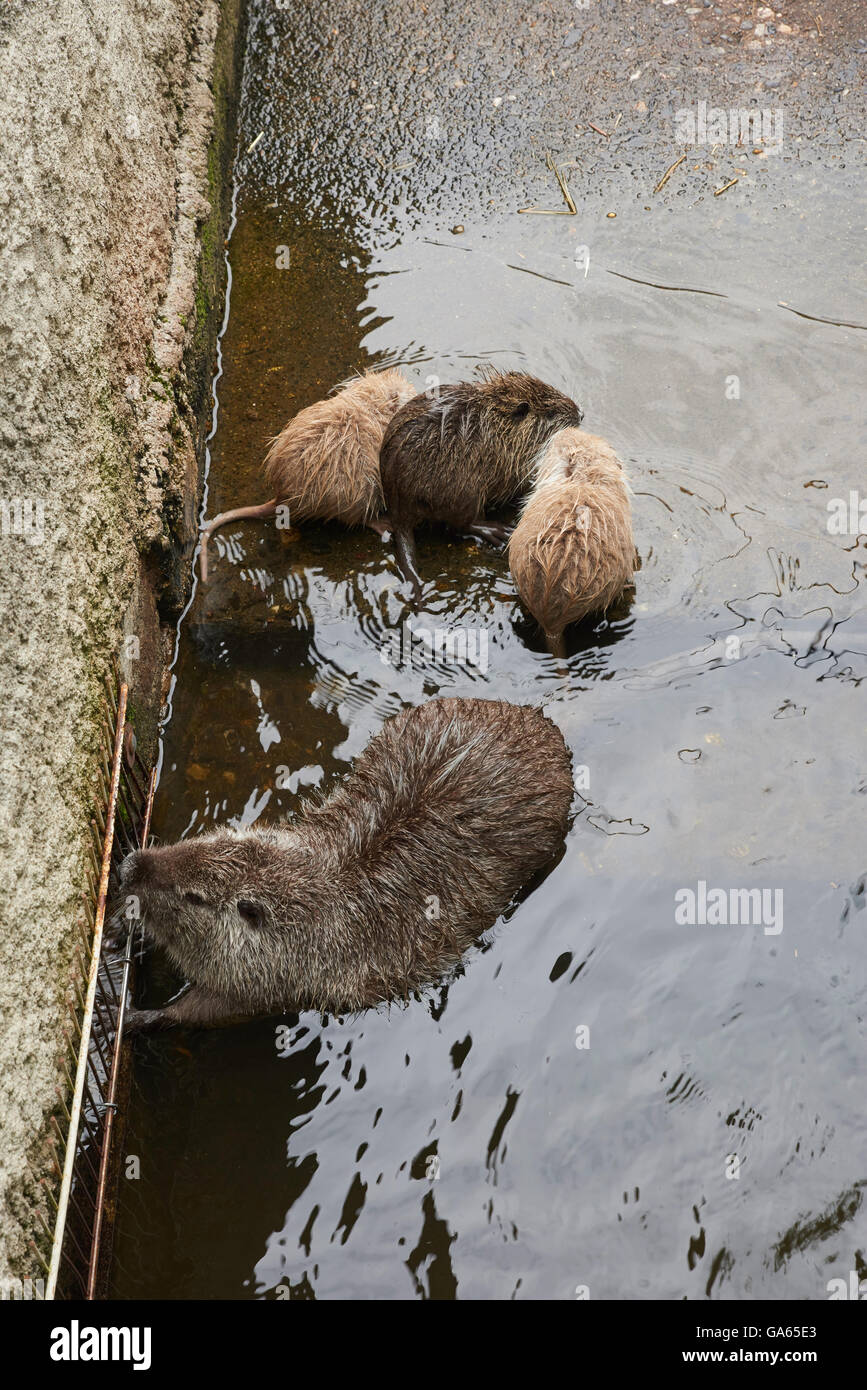 River rat in the water Stock Photo - Alamy
