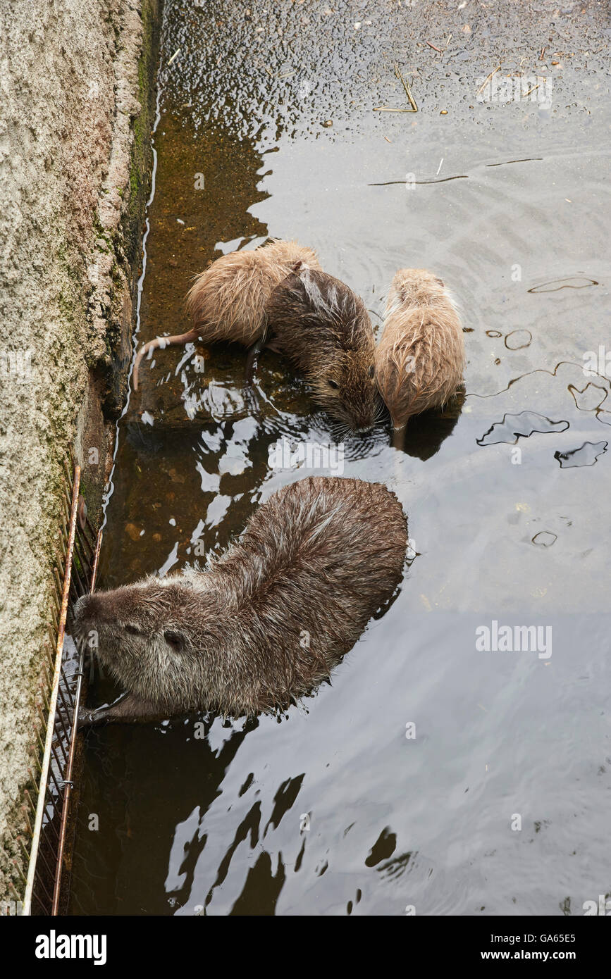 River rat in the water Stock Photo - Alamy